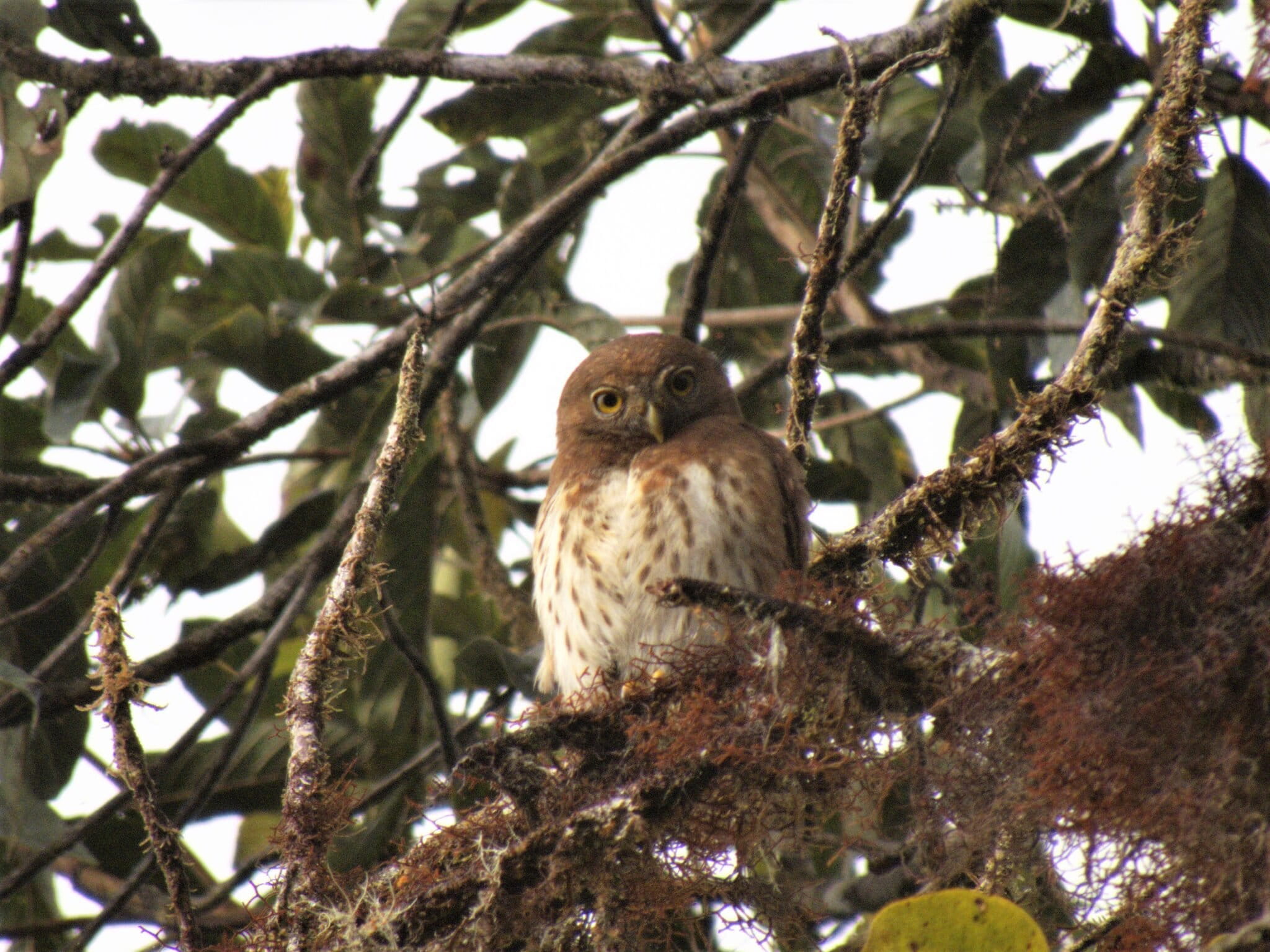 Colombia: Reserva Natural La Planada, una apuesta para enlazar turismo ...