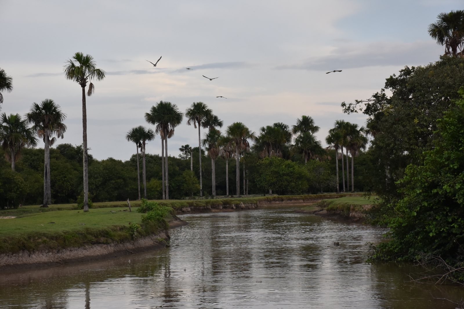 Los bosques de moriche de la Orinoquía están en peligro