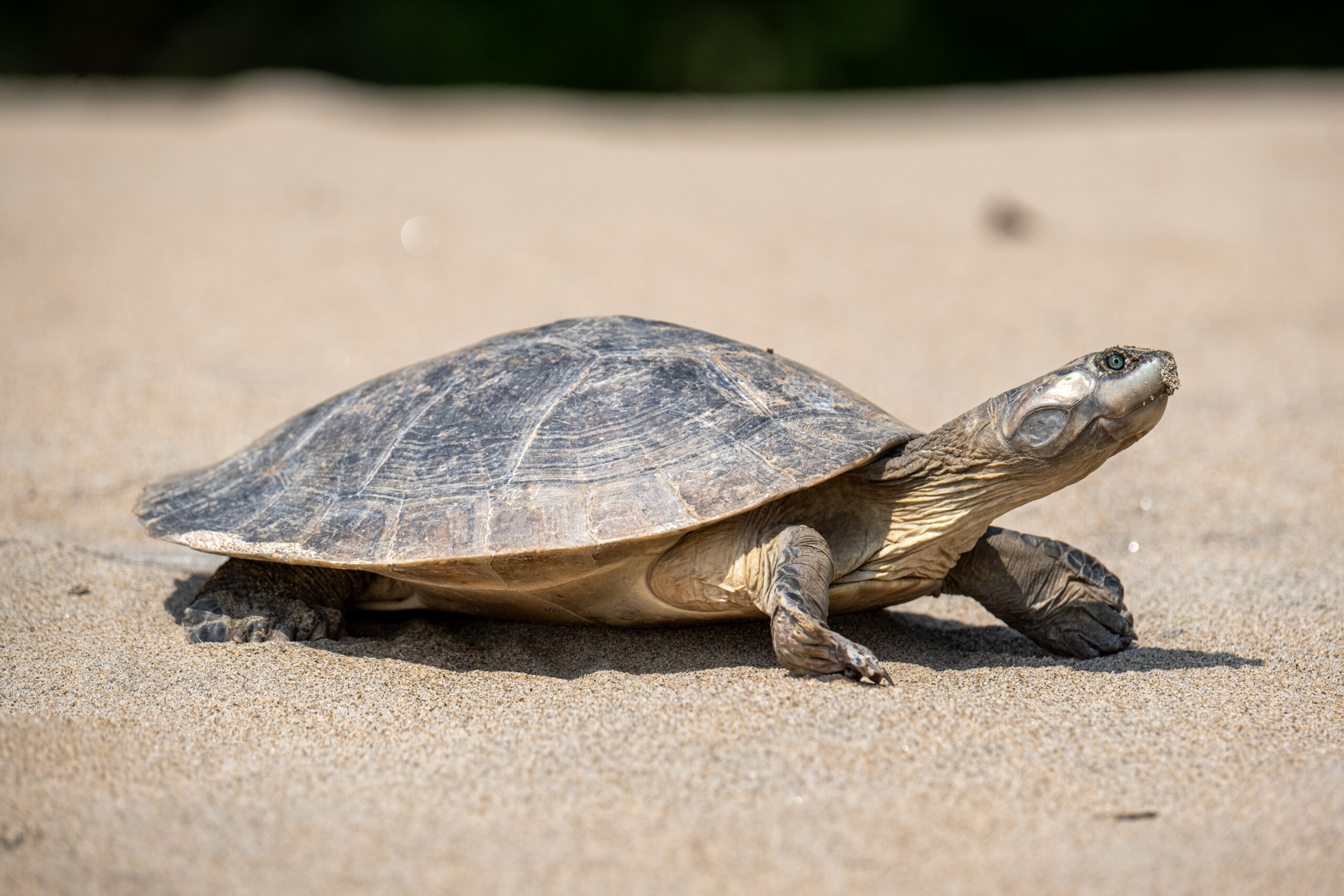 Lo más leído | Polémica por bonos de carbono en Paraguay, deforestación ...
