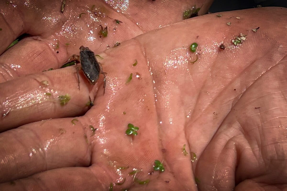 México: científicos y productores unen fuerzas para darle una larga ...