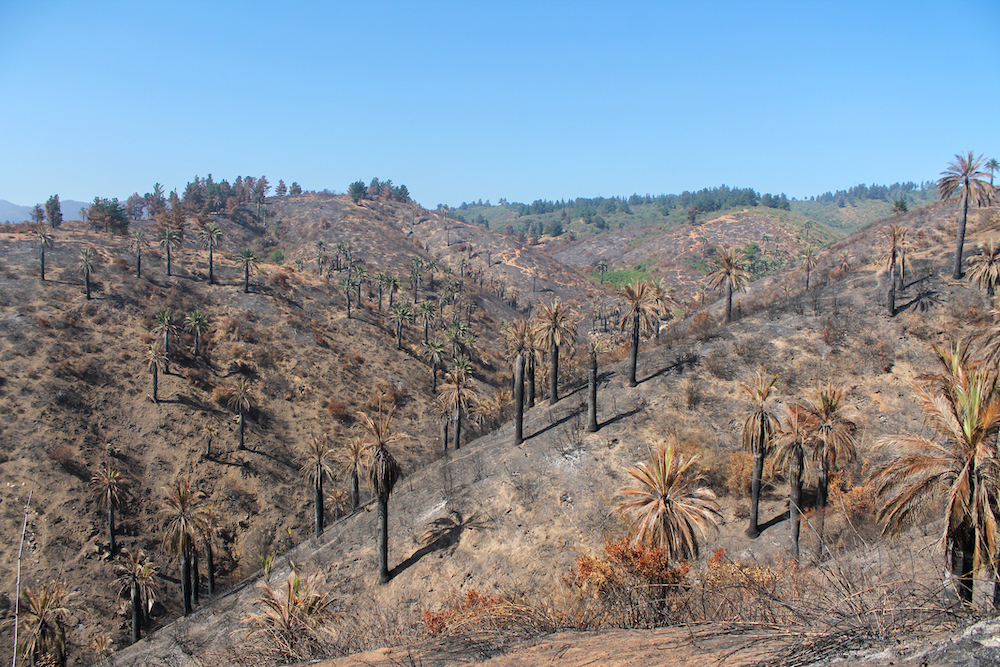 Incendios en Chile destruyen más de 4 mil hectáreas de bosque nativo y ...