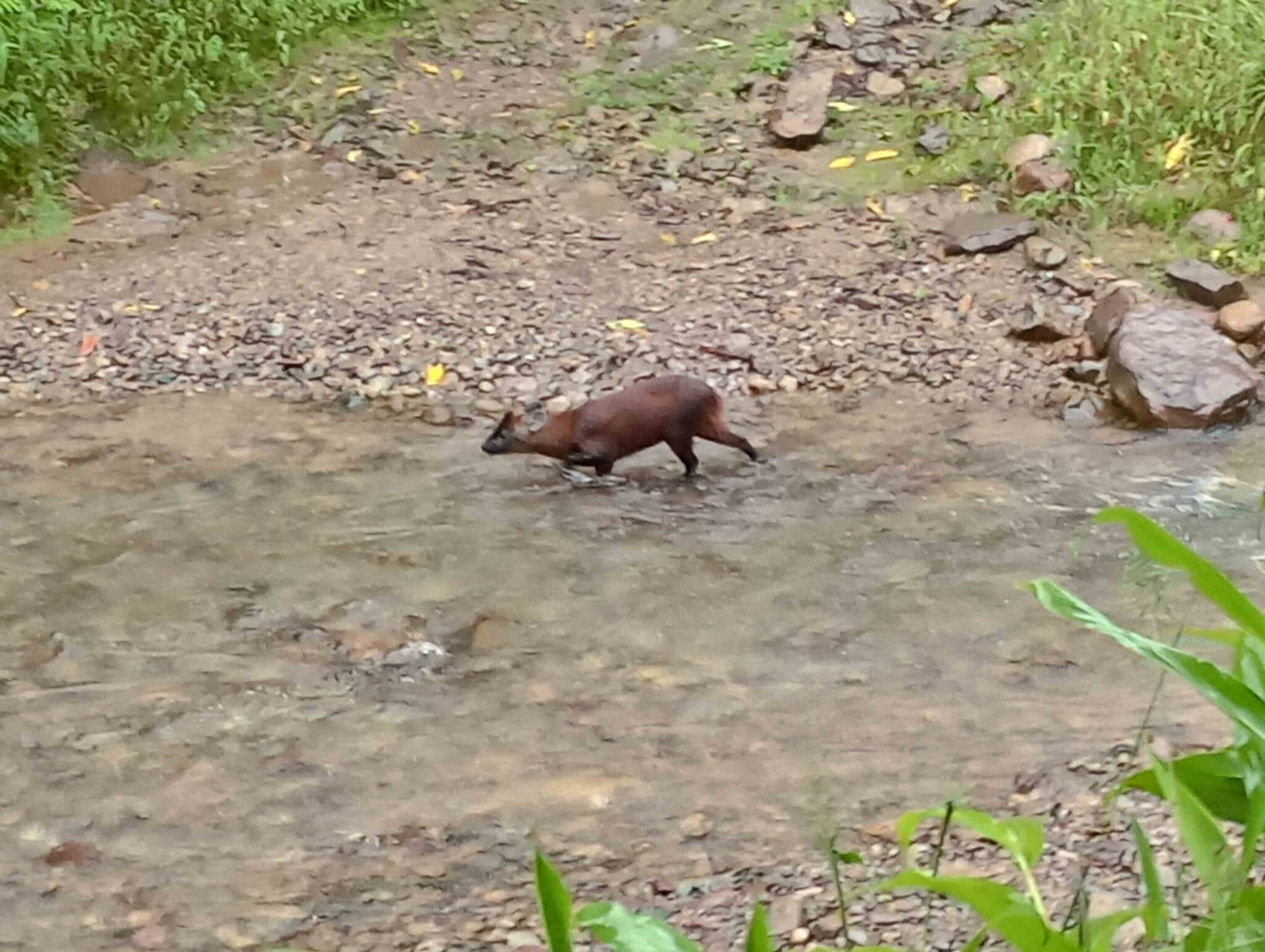 El descubrimiento del misterioso pudú de la yunga peruana: una nueva ...