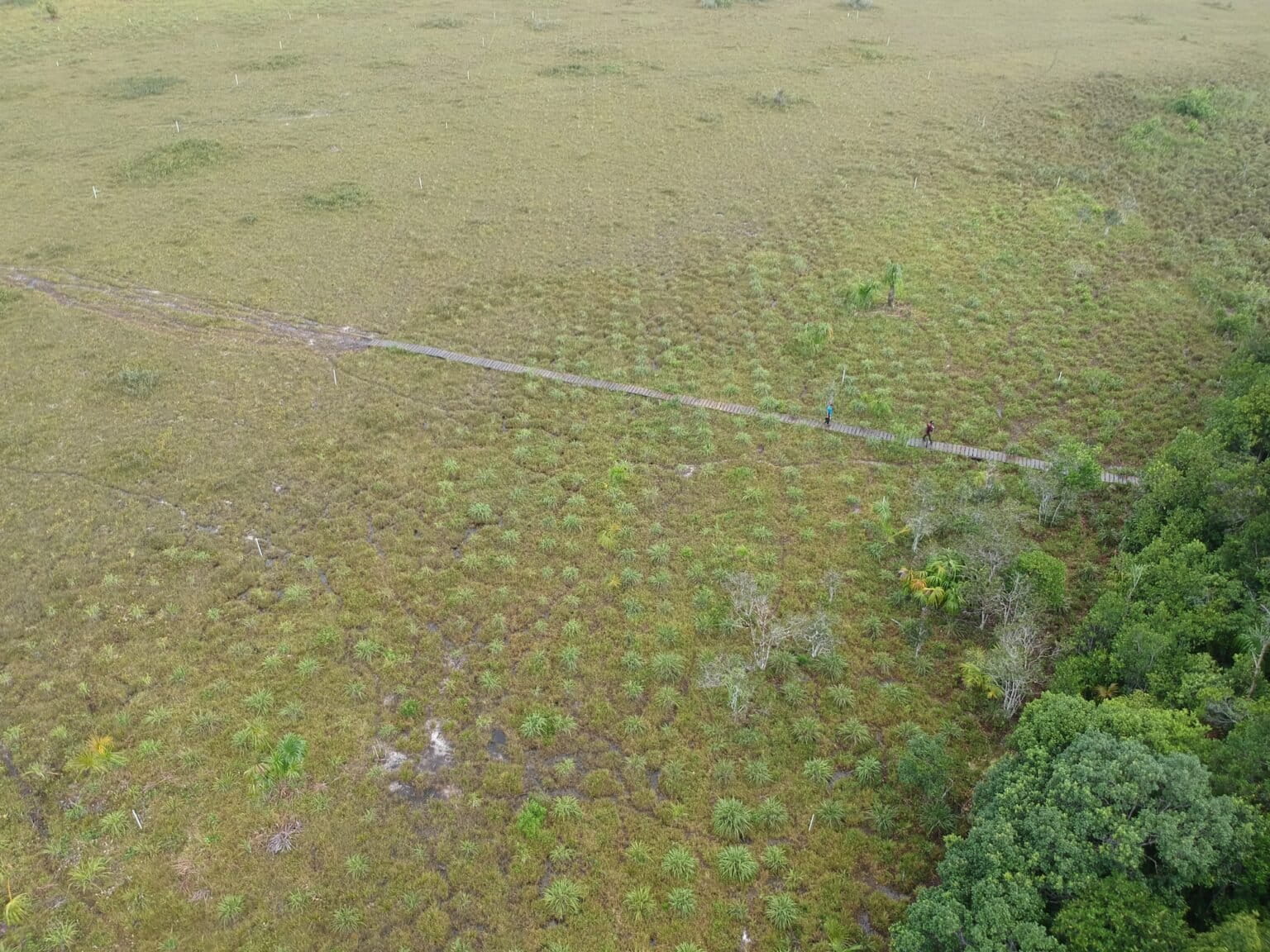 La flor eterna de Inírida, la imagen oficial de la COP16 de ...