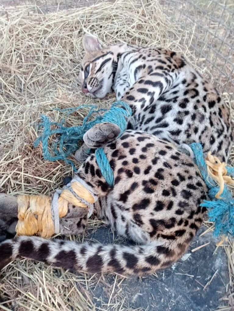 Lucha contra el tráfico de animales en Colombia: lanzan guía para ...