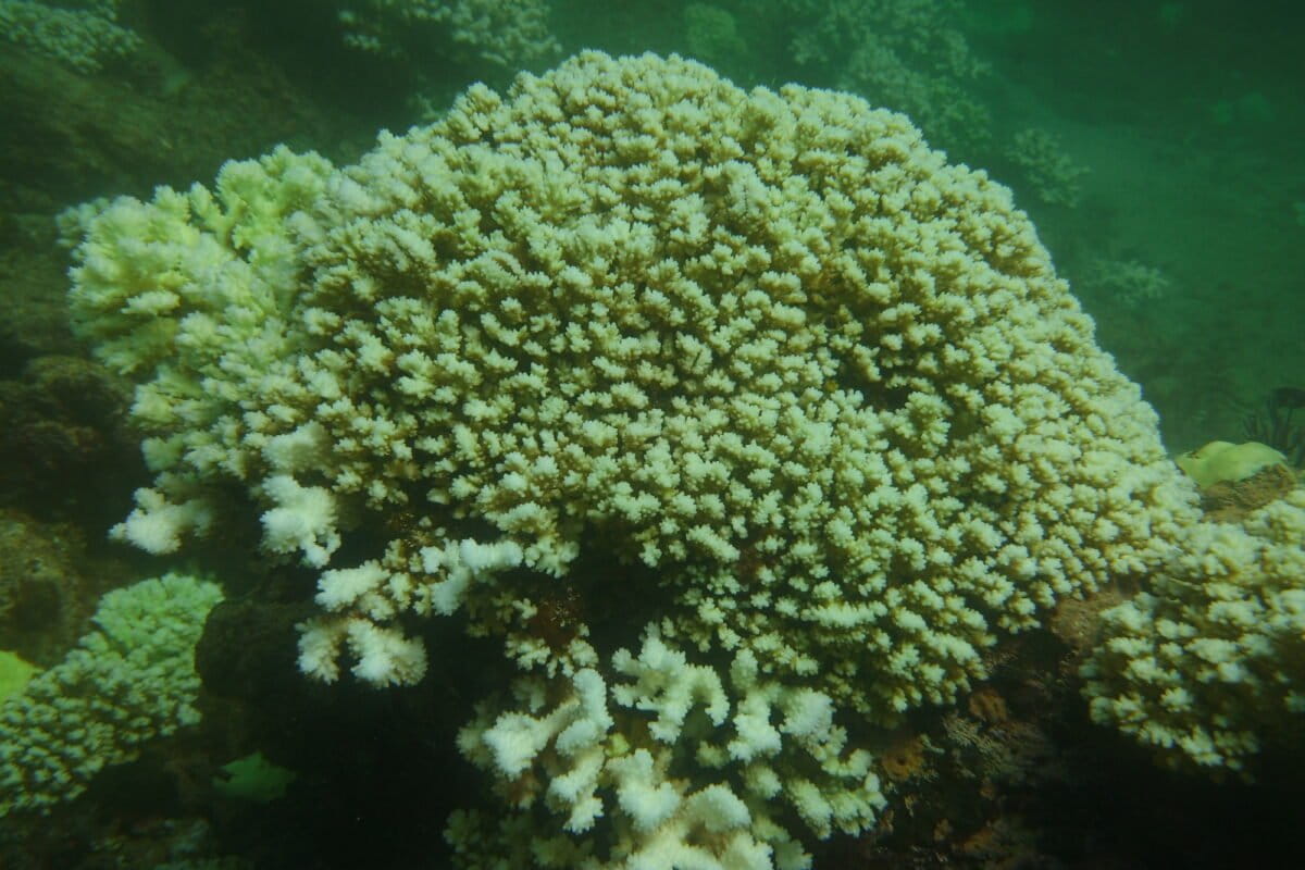 México: científicos intentan salvar los corales de las islas Marietas afectados por ...