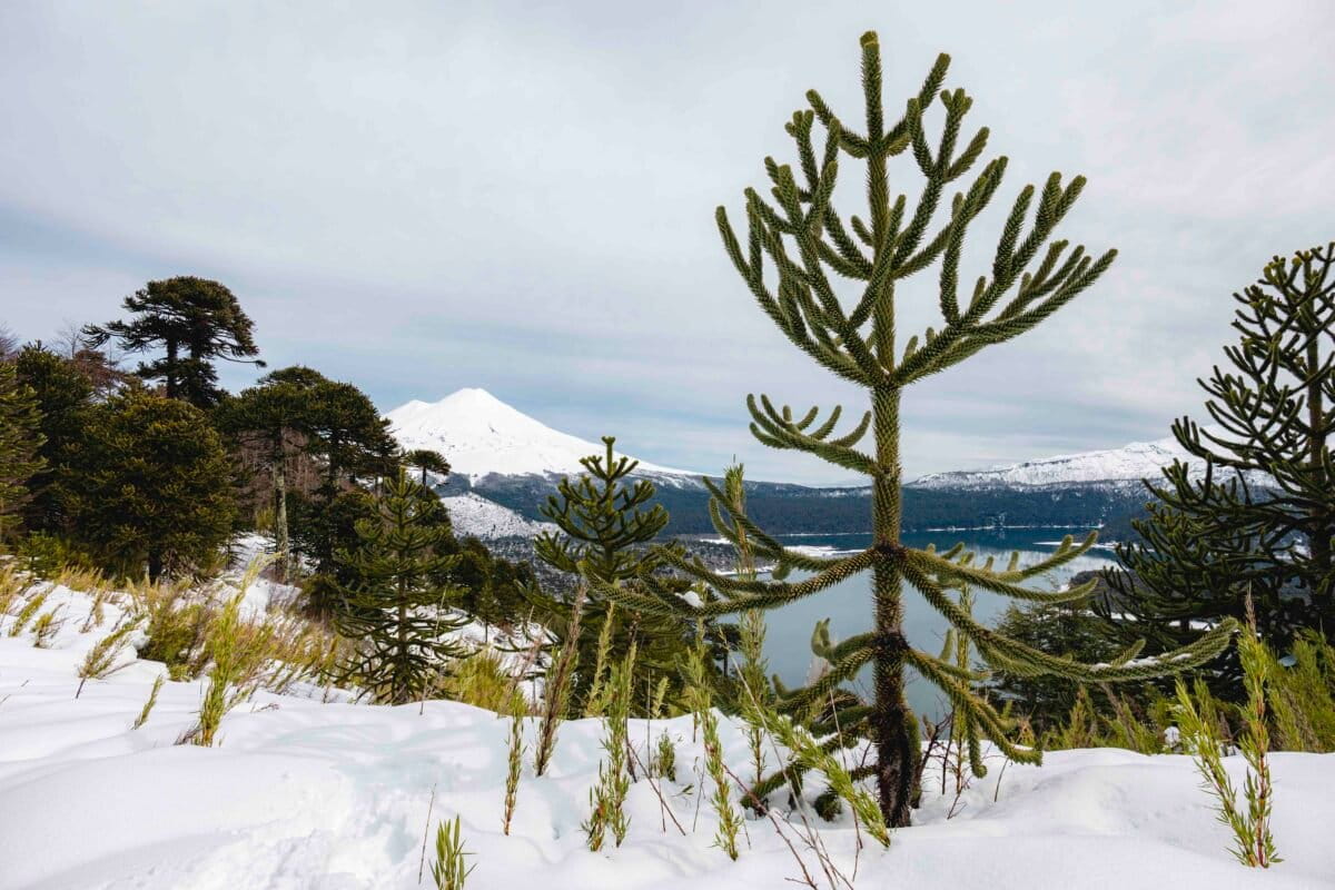 Araucaria: el árbol sagrado que es memoria viva y se resiste a desaparecer