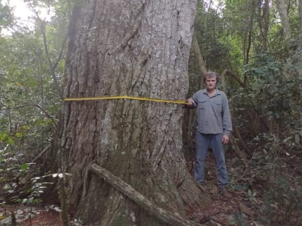 Palo rosa: un gigante en las profundidades de la selva misionera