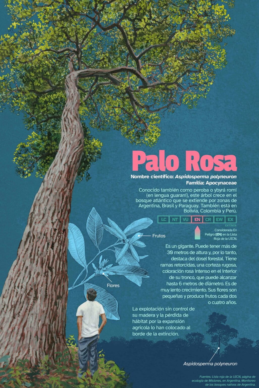Palo rosa: un gigante en las profundidades de la selva misionera
