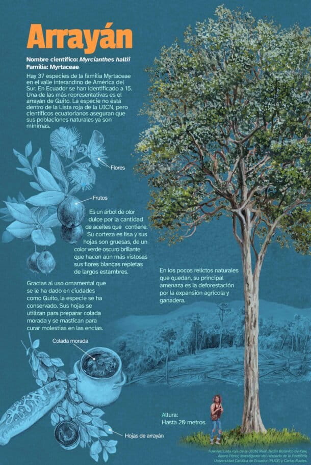 Arrayán de Quito: un árbol aniquilado de su hábitat natural en Ecuador
