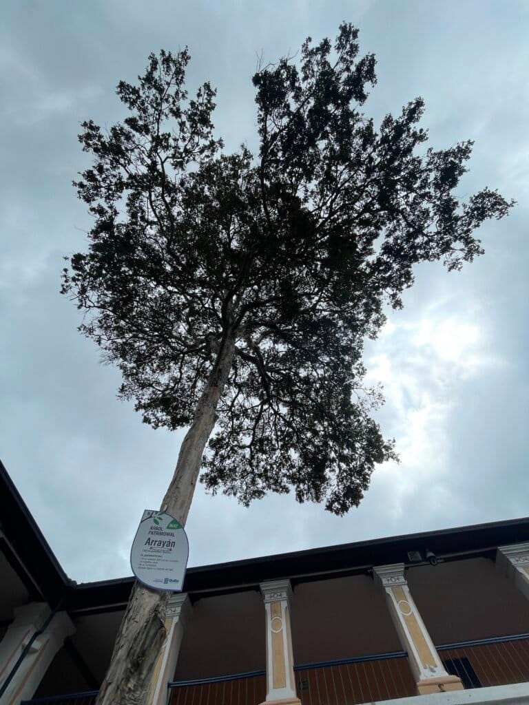 Arrayán de Quito: un árbol aniquilado de su hábitat natural en Ecuador