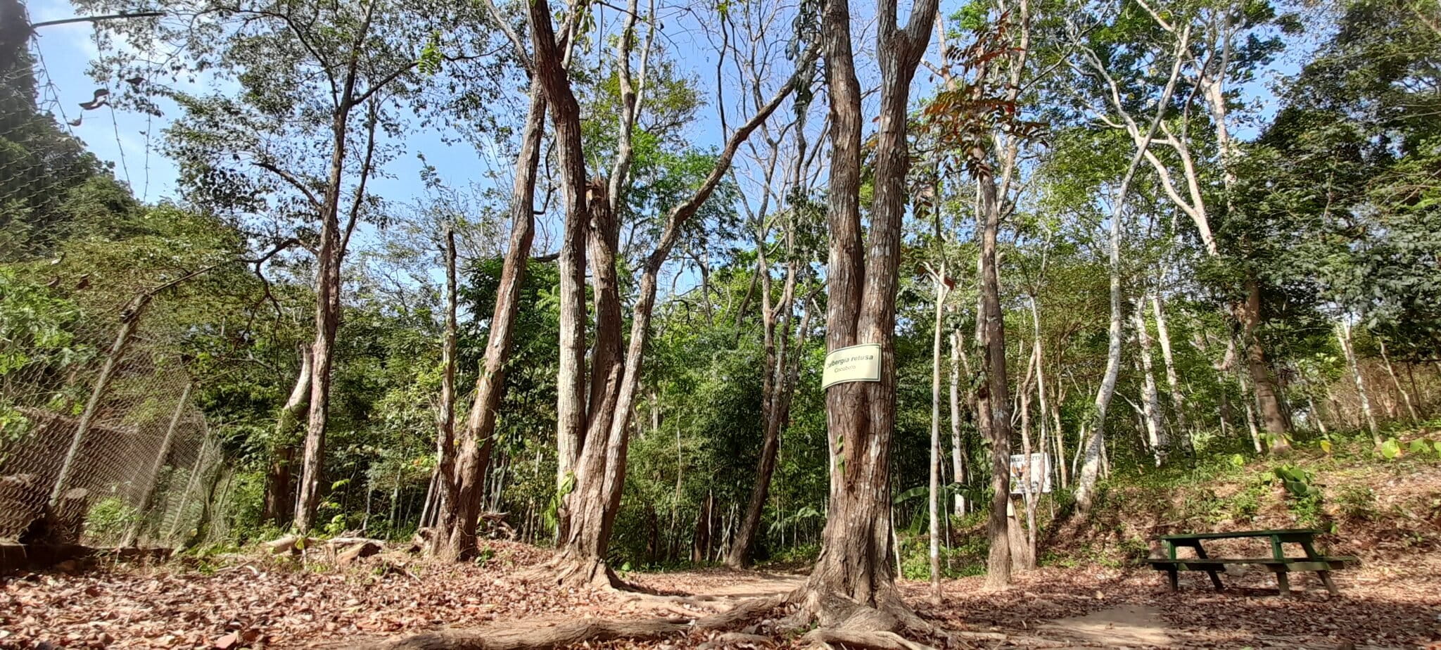 Cocobolo: el árbol que comunidades indígenas intentan rescatar del ...