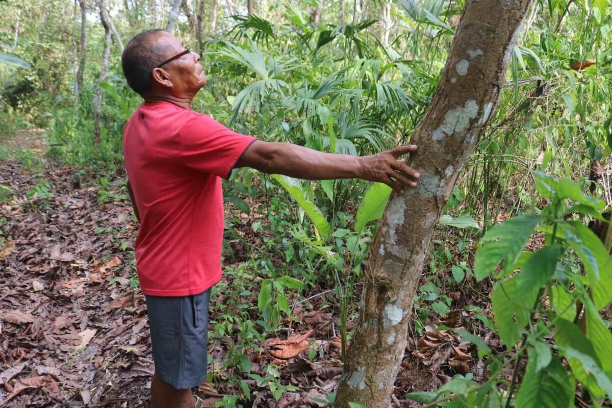 Cocobolo: el árbol que comunidades indígenas intentan rescatar del exterminio en Panamá