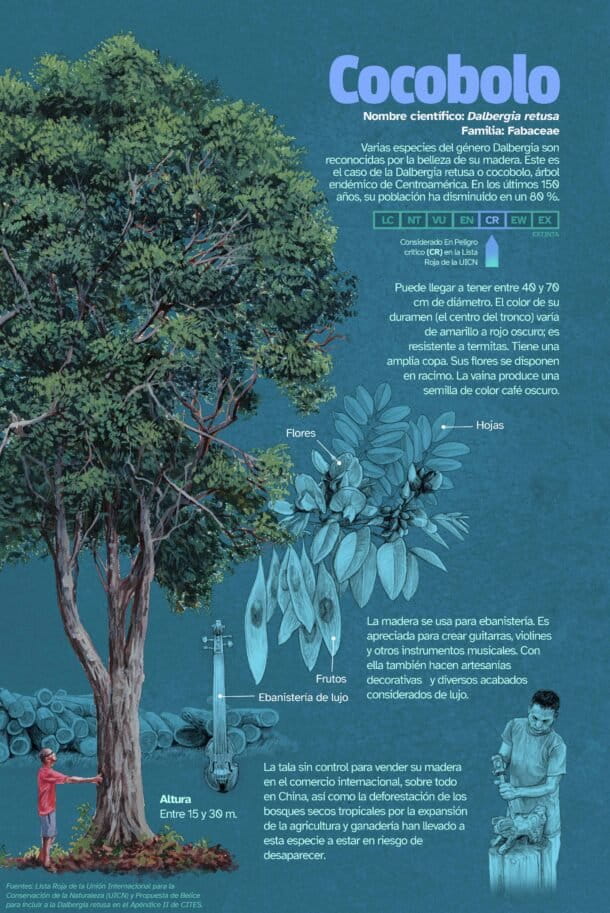 Cocobolo: el árbol que comunidades indígenas intentan rescatar del exterminio en Panamá