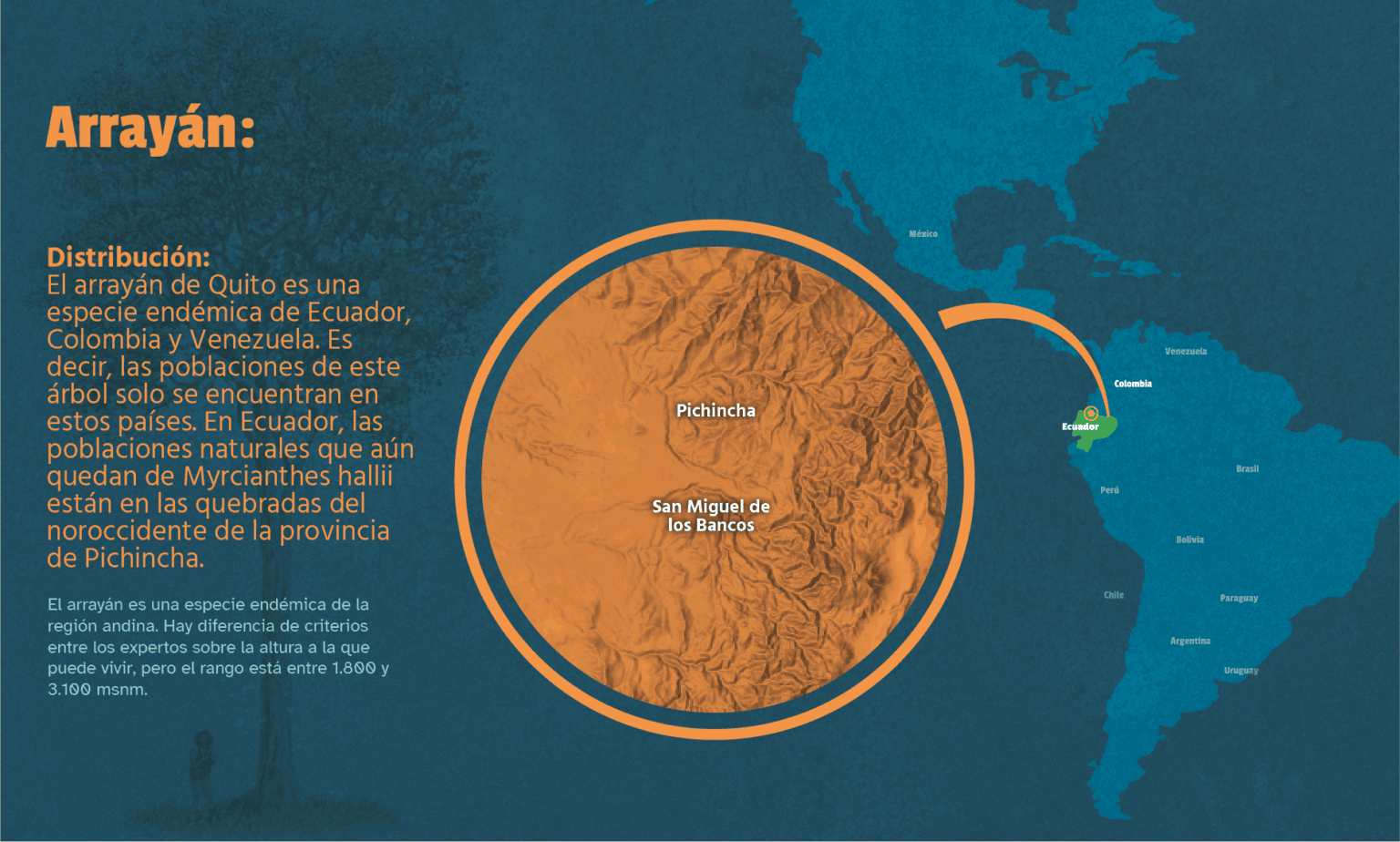 Arrayán de Quito: un árbol aniquilado de su hábitat natural en Ecuador