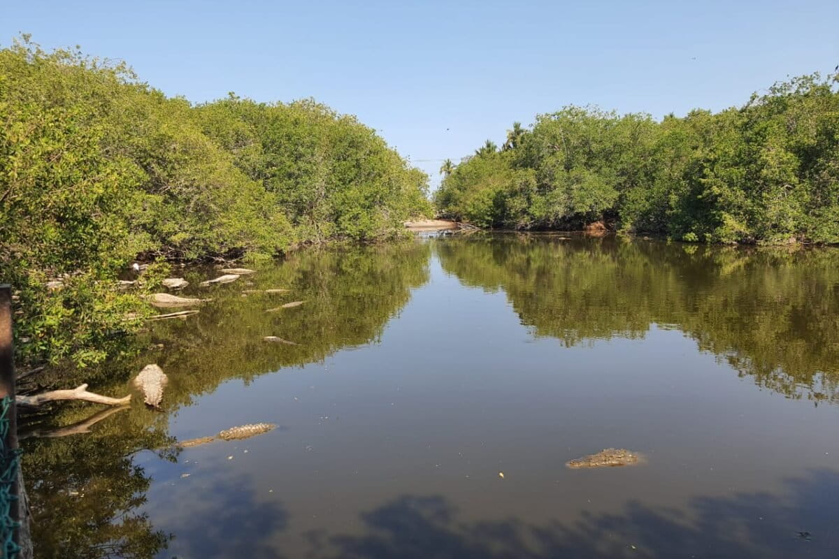 La exitosa recuperación del cocodrilo de las Américas en el Pacífico Mexicano