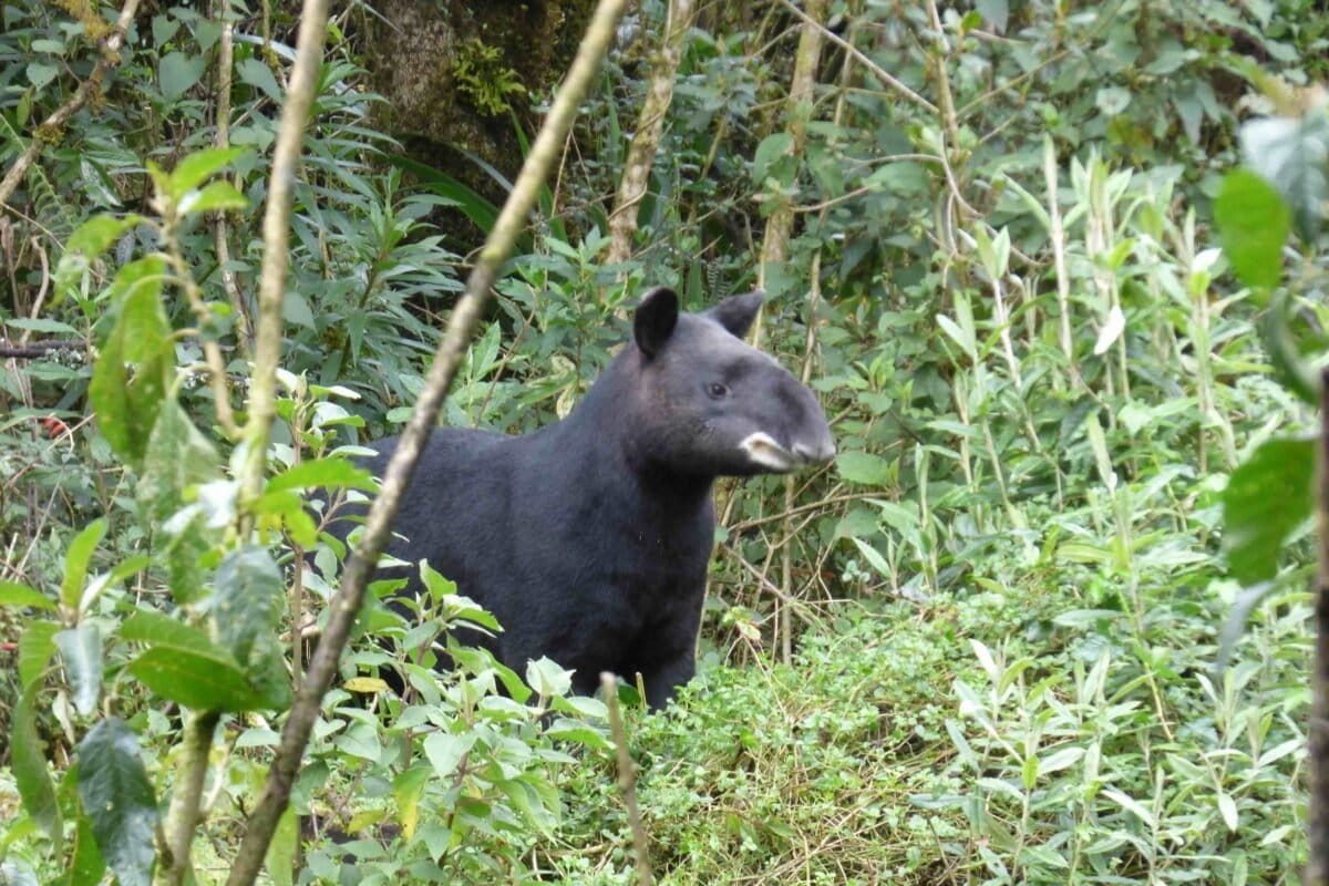 “Es muy poco lo que se conoce del tapir y su rol como arquitecto de ...