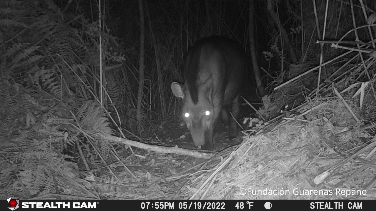 Dantas, periquitos aliamarillos y cocodrilos de las Américas: tres especies que están escapando ...