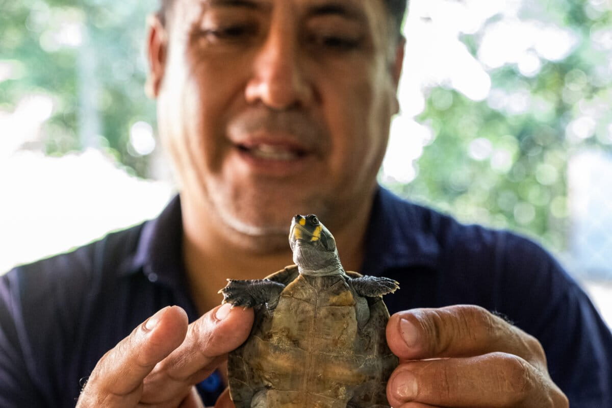 Huellas en la arena: el tráfico de tortugas charapa en Ecuador | Diario ...