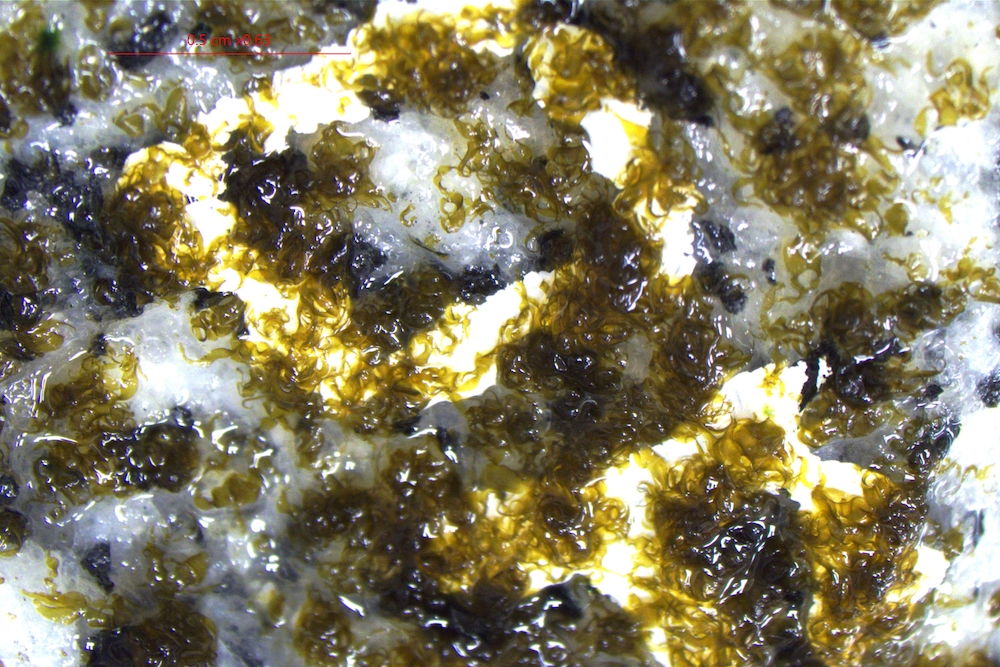 Pescadores y científicos se unen para repoblar con algas zonas ...