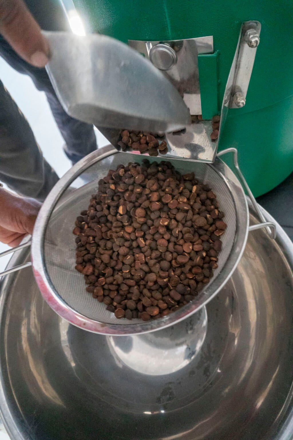 Árbol del guáimaro: una alternativa a la deforestación para las ...