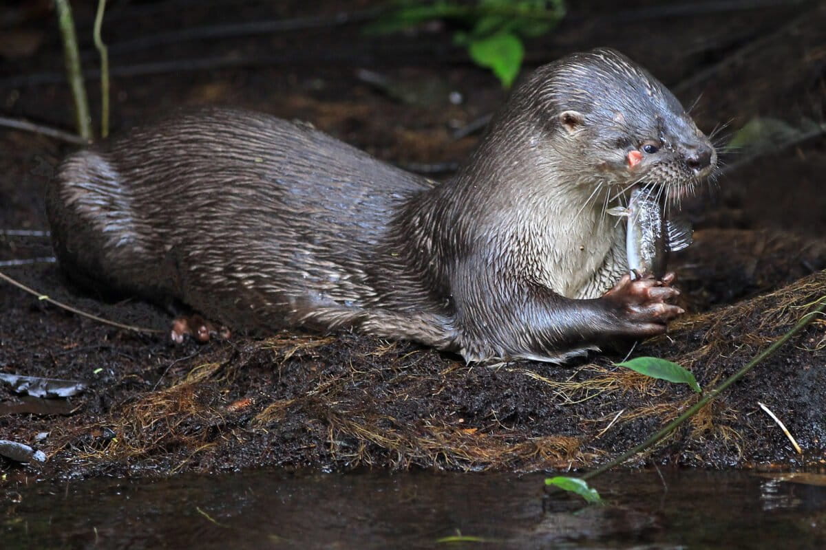 Descubren una nueva especie de nutria en América Latina