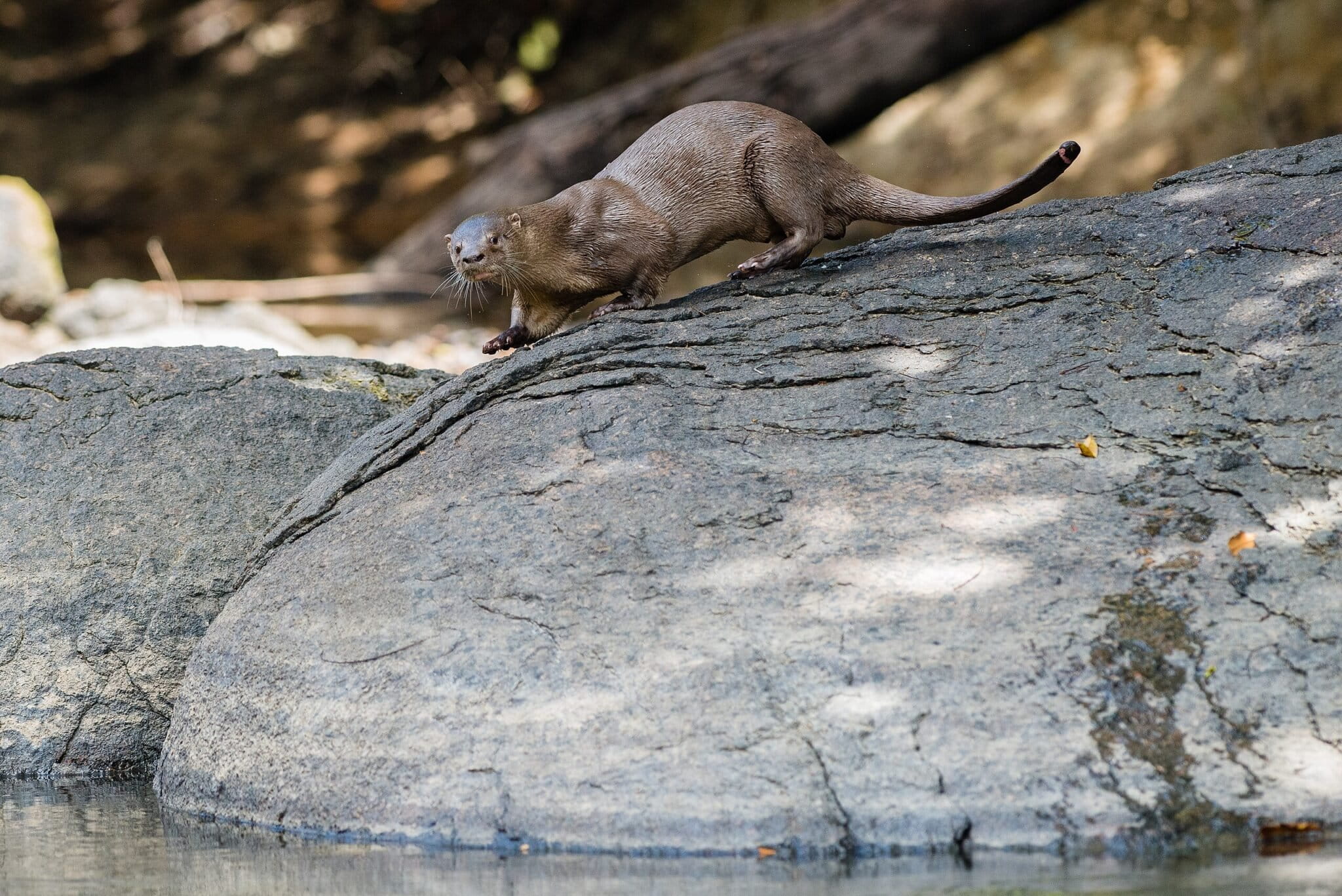 Descubren una nueva especie de nutria en América Latina