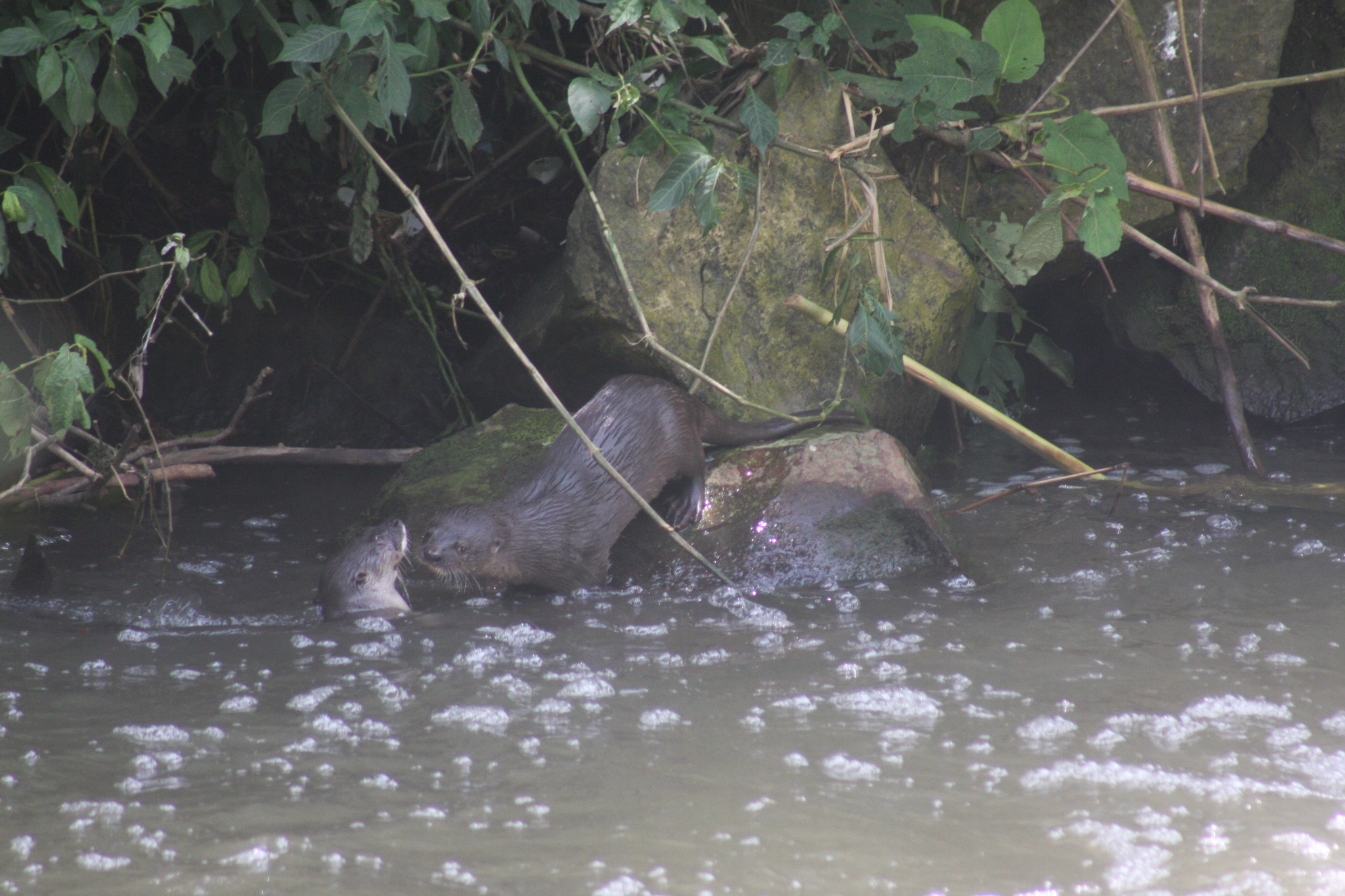 Descubren una nueva especie de nutria en América Latina