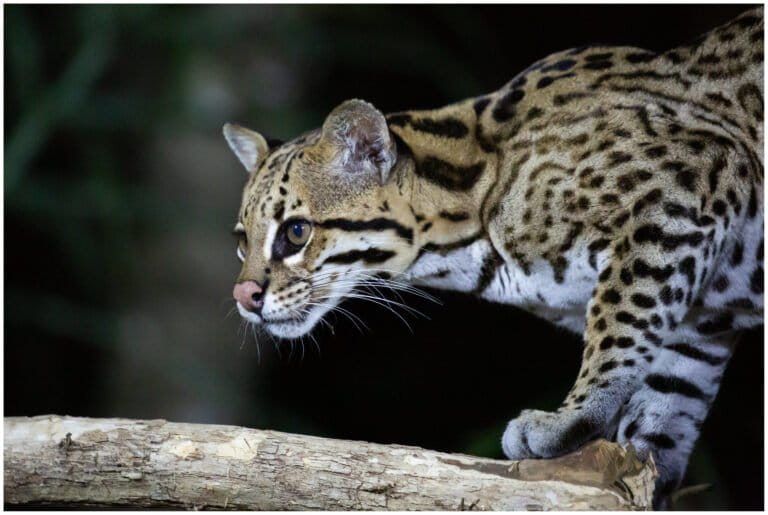 Un corredor y un área protegida para evitar la extinción del ocelote en ...