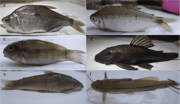 Investigadores encuentran microplásticos en peces de dos ríos de la ...