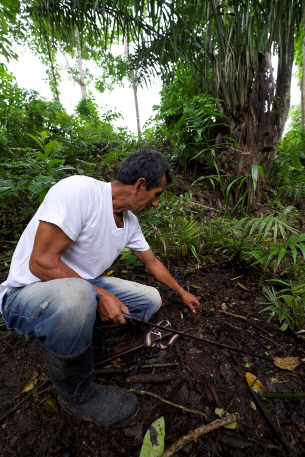 La tagua: el marfil vegetal que Ecuador podría perder