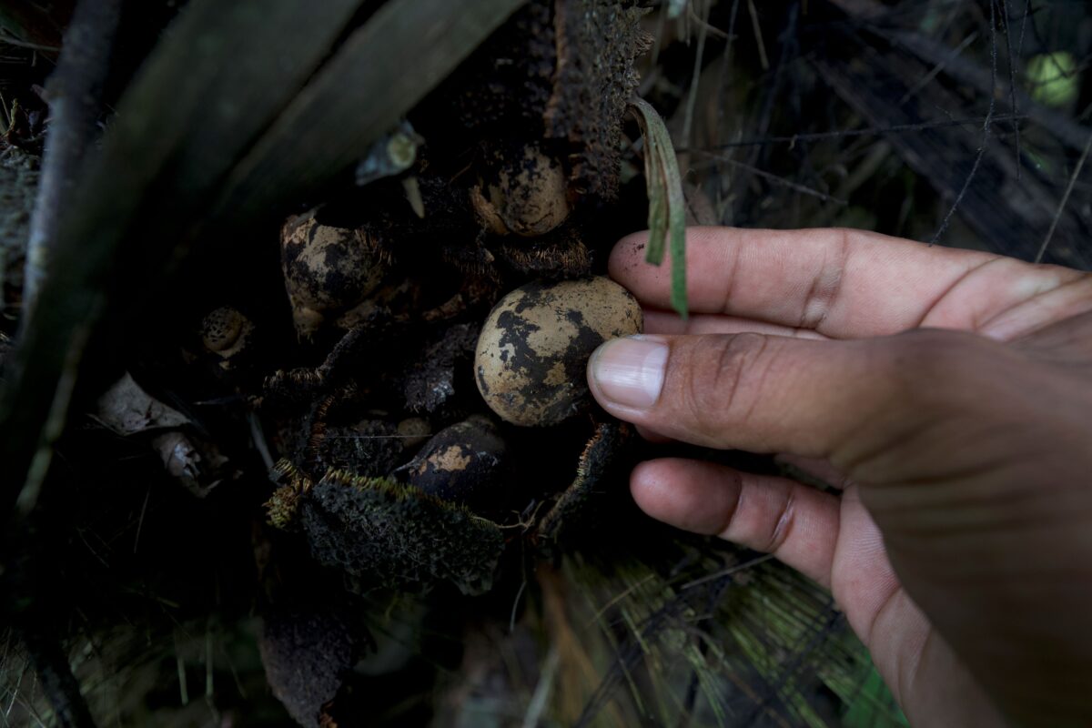 La tagua: el marfil vegetal que Ecuador podría perder