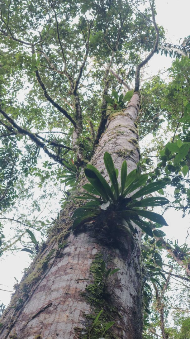 El secreto de Itia Mama Minga: un proyecto comunitario que reforesta el ...