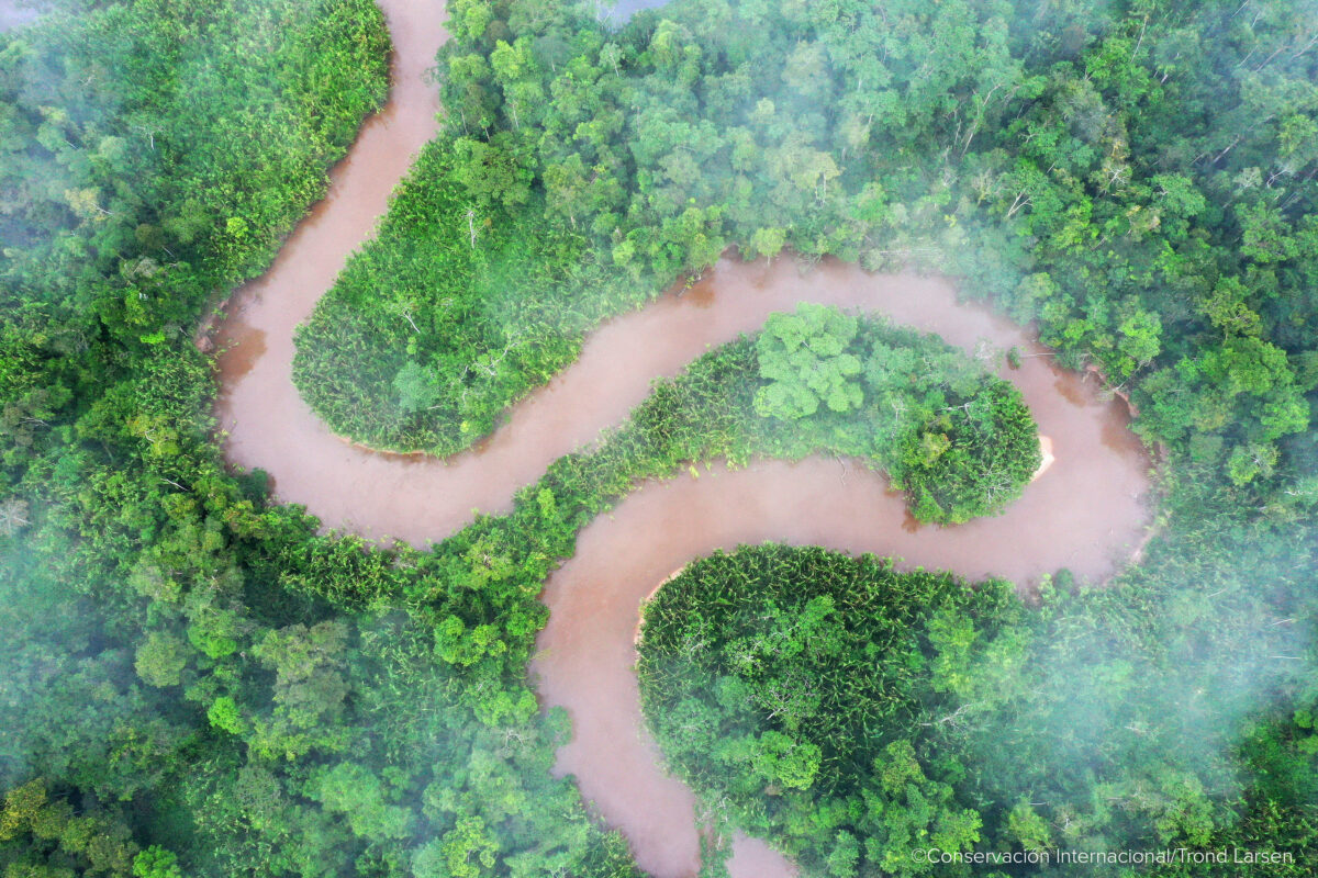 Descubren 27 nuevas especies en el paisaje del Alto Mayo, en la ...