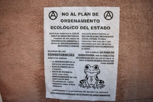 Una rana mexicana se enfrenta al gobierno de Aguascalientes: lucha ...