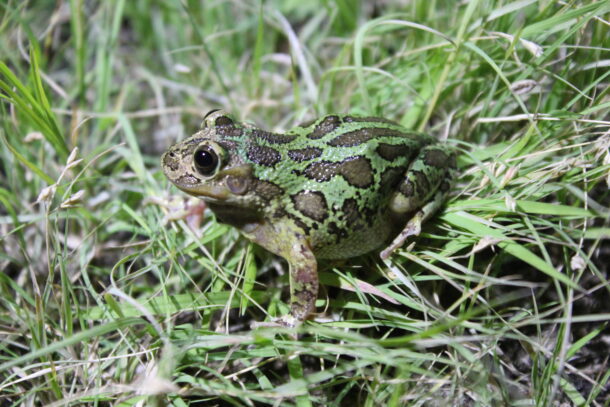 Una rana mexicana se enfrenta al gobierno de Aguascalientes: lucha ...