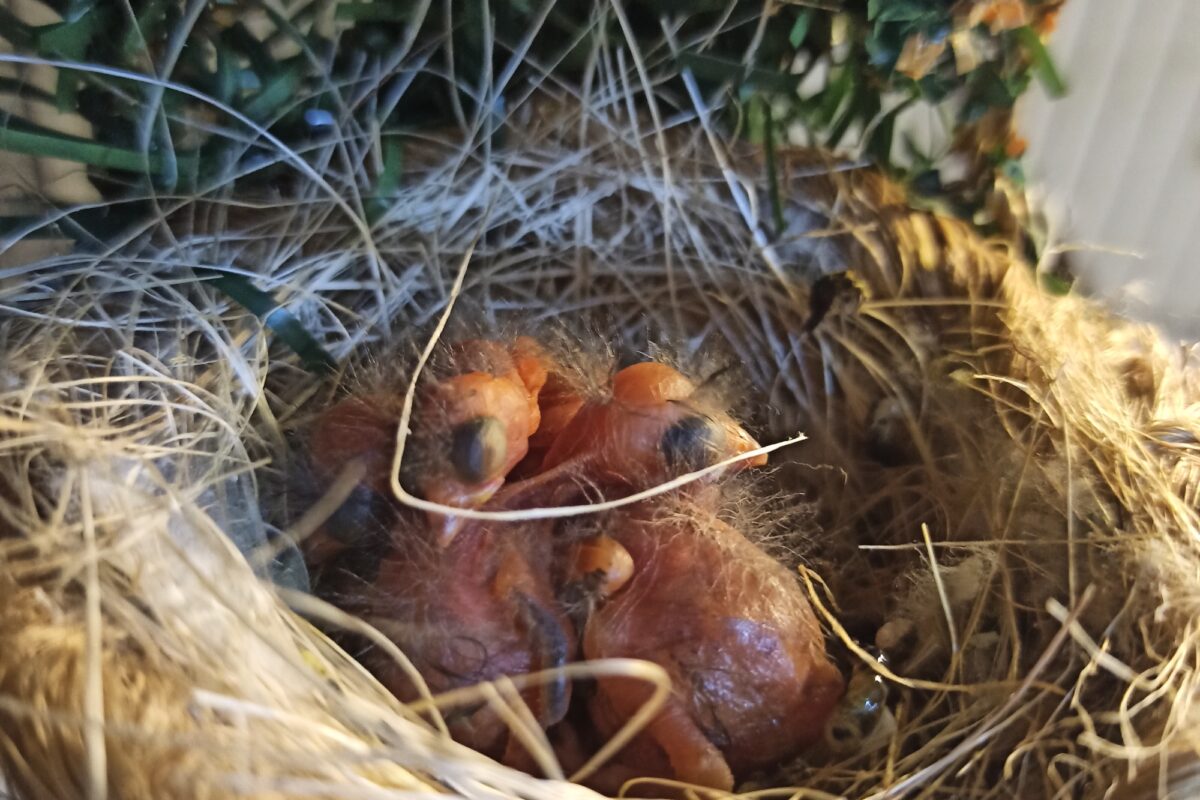 De la extinción a la vida: nacimientos de pichones en Argentina ...