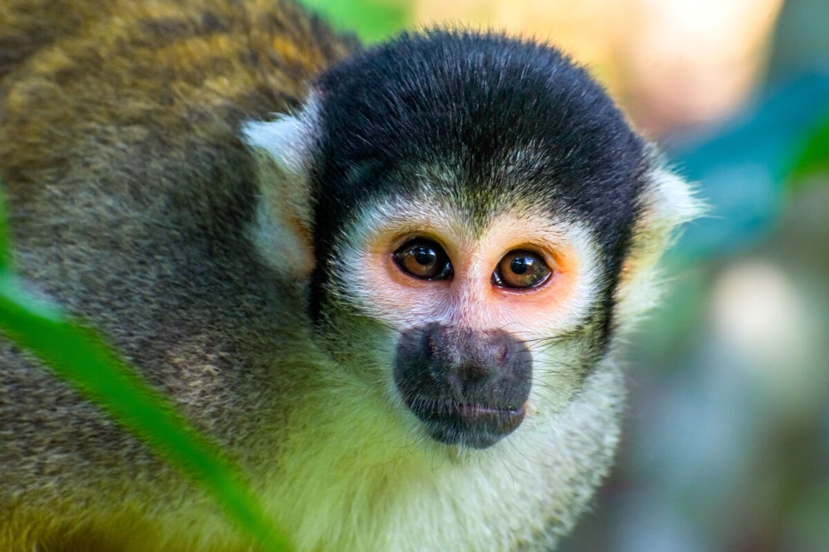 Las ecoguardias se arman con tecnología para proteger al Parque ...