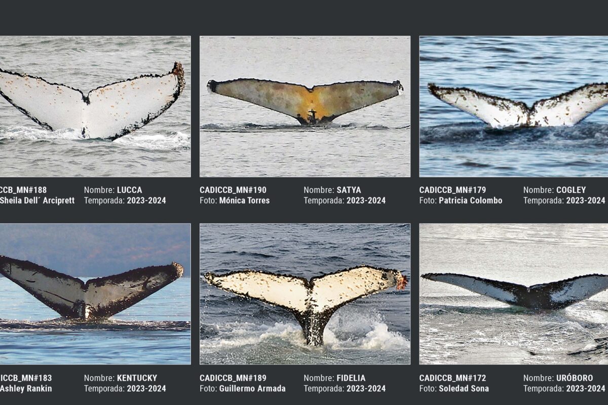 Día Mundial de la Vida Silvestre: del jaguar a la ballena jorobada, un ...