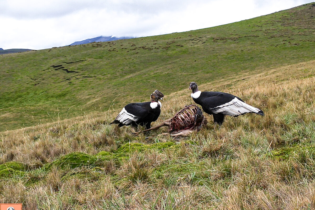 Valentino, el cóndor herido con perdigones que revela la crítica ...