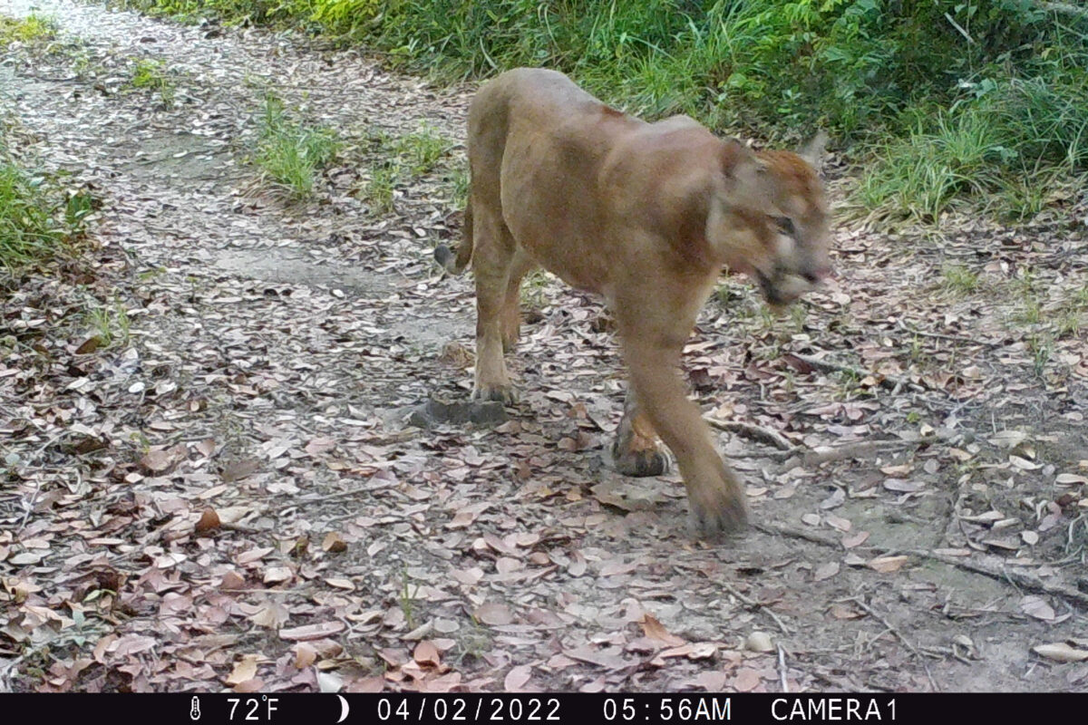 Convivencia en paz entre comunidades, jaguares y pumas