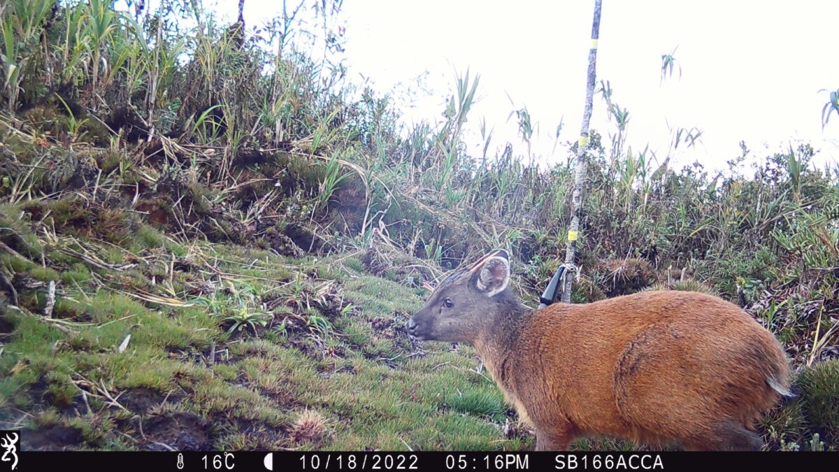 Ruthmery Pillco recibe el prestigioso Future For Nature Award: “Los ...