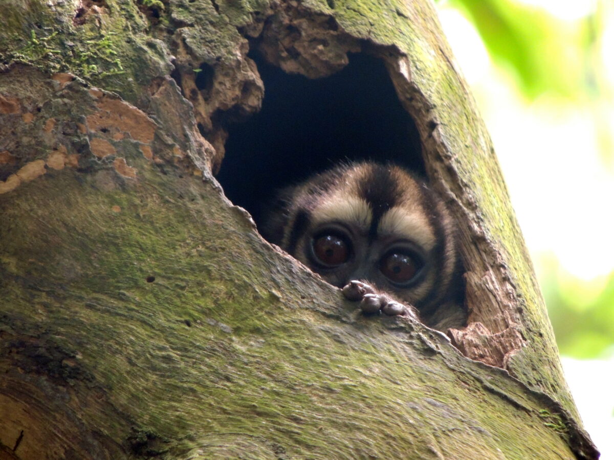 Muerte de más de mil primates por fiebre amarilla en Sudamérica ...