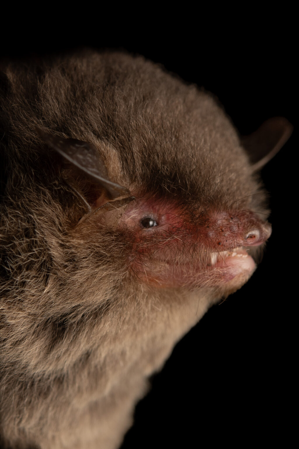 Hallan murciélagos nunca antes vistas en Guatemala