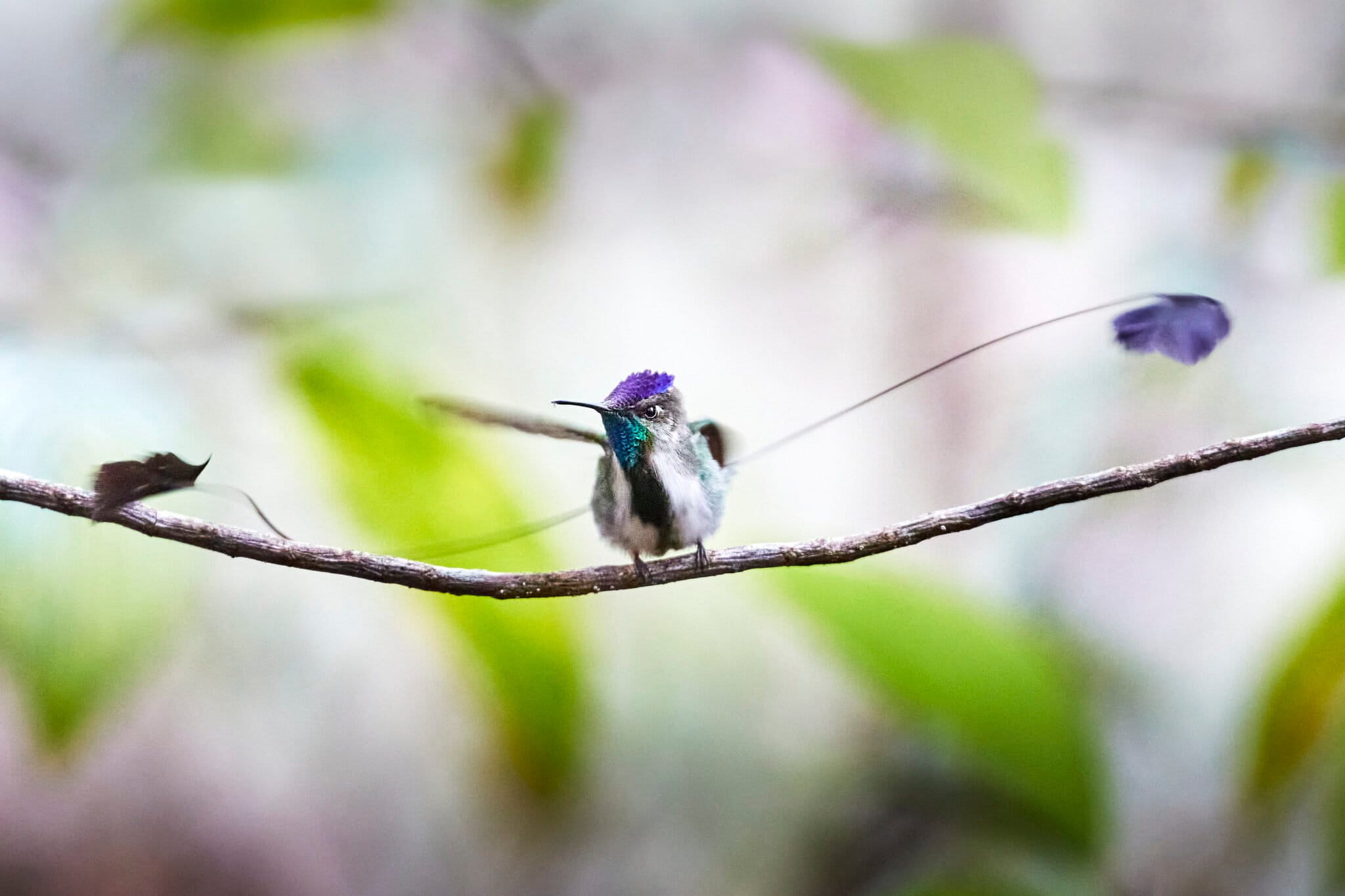 Colibrí cola de espátula, una de las aves más hermosas del mundo