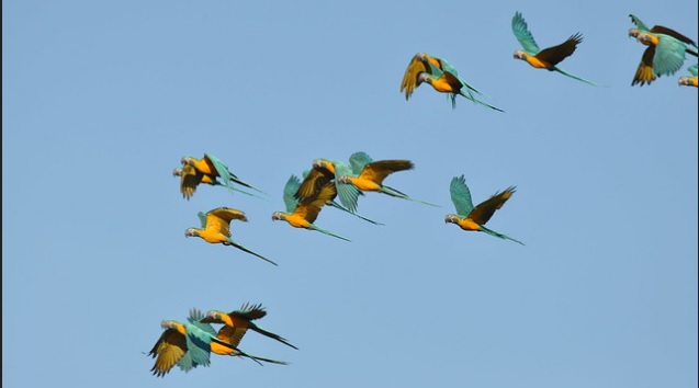 Paraba barba azul, especie al borde de la extinción