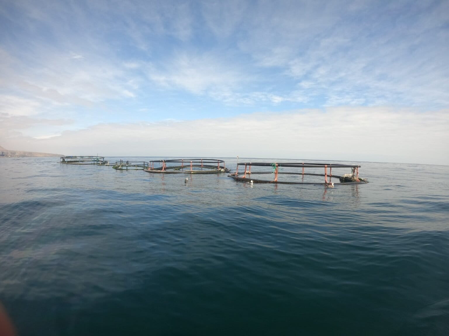 Proyecto Corvina busca frenar la sobrepesca en Perú