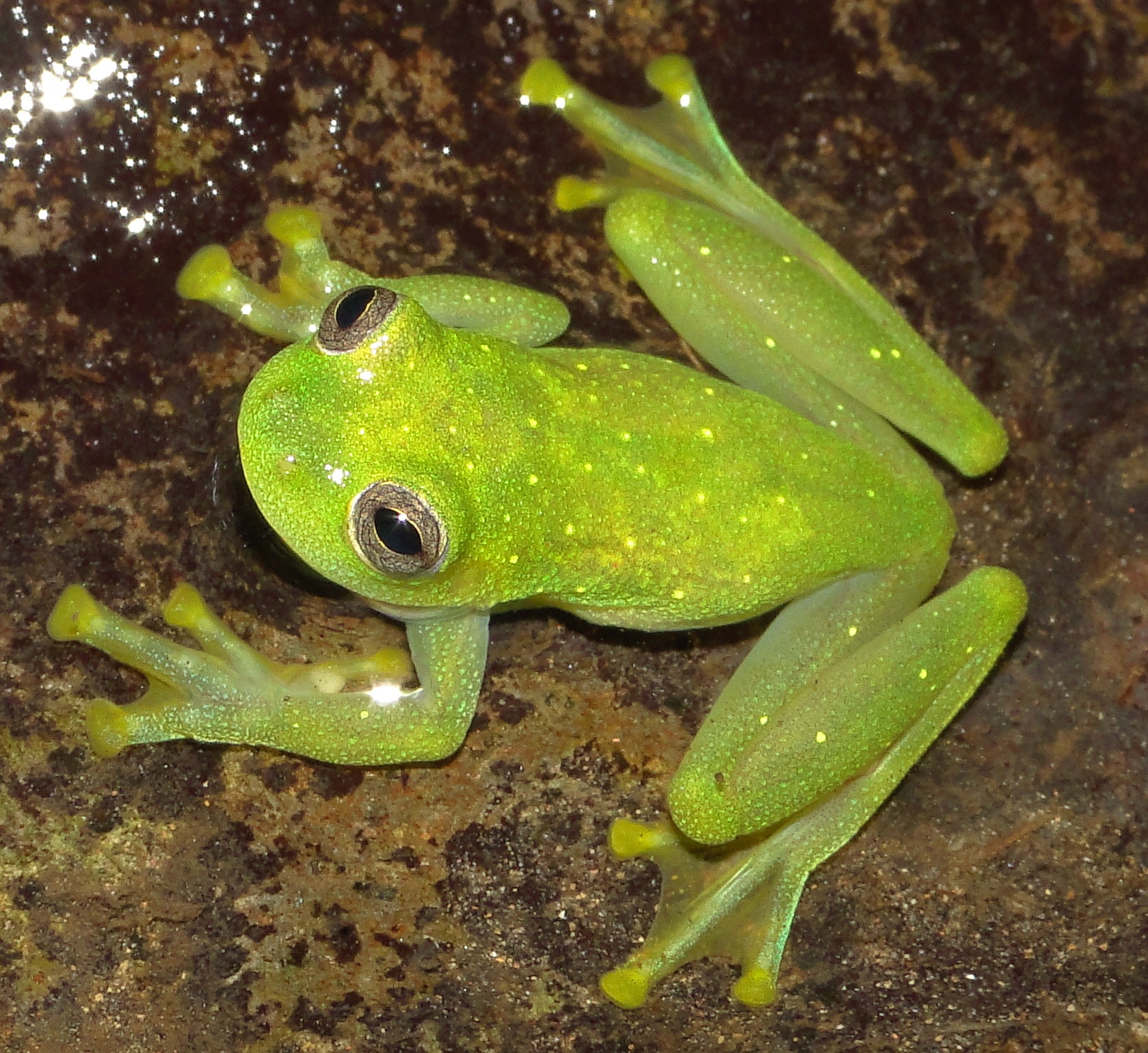 Ecuador: imágenes satelitales revelan expansión ganadera en el Parque ...