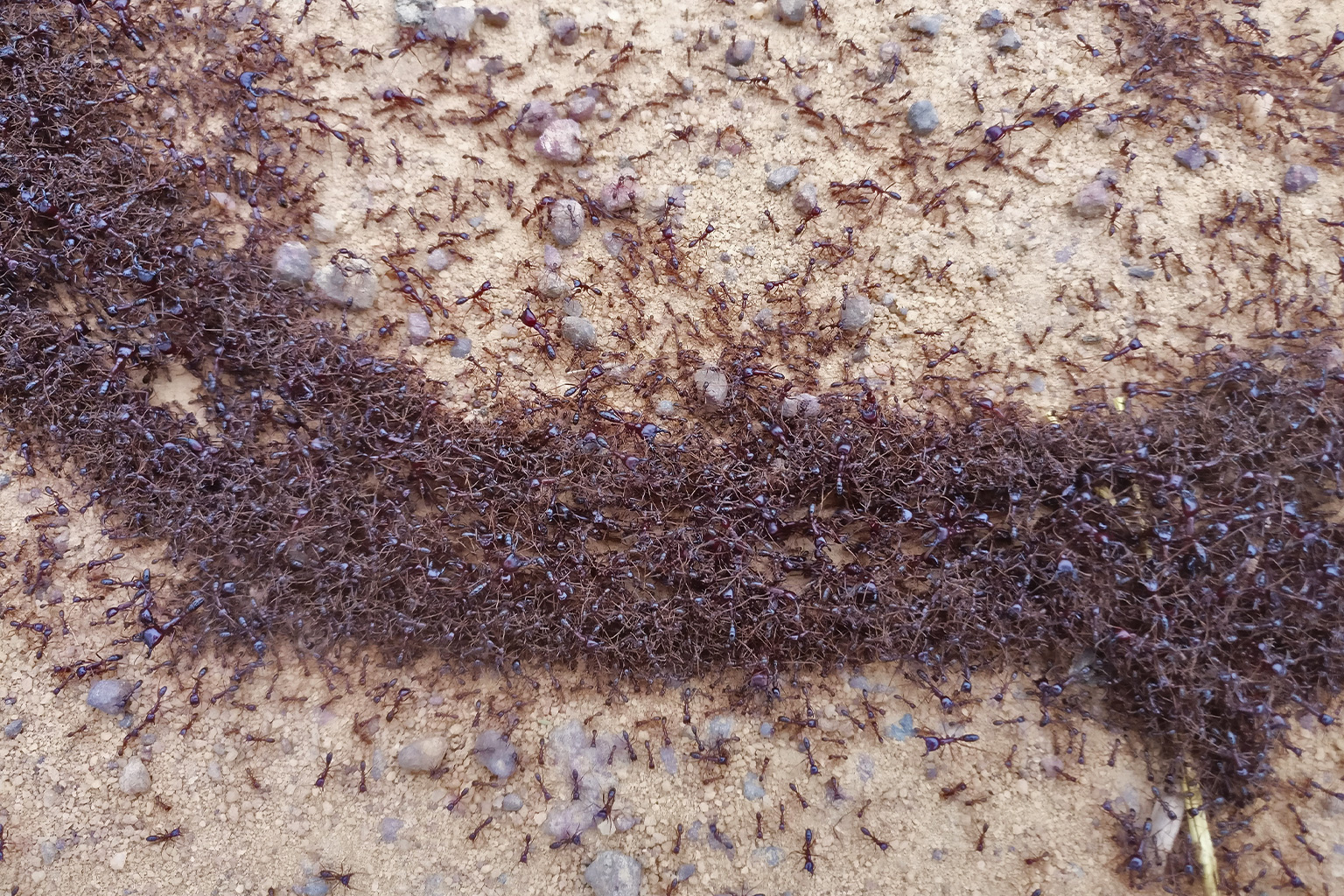 Des fourmis détectrices de virus pour prévenir les zoonoses