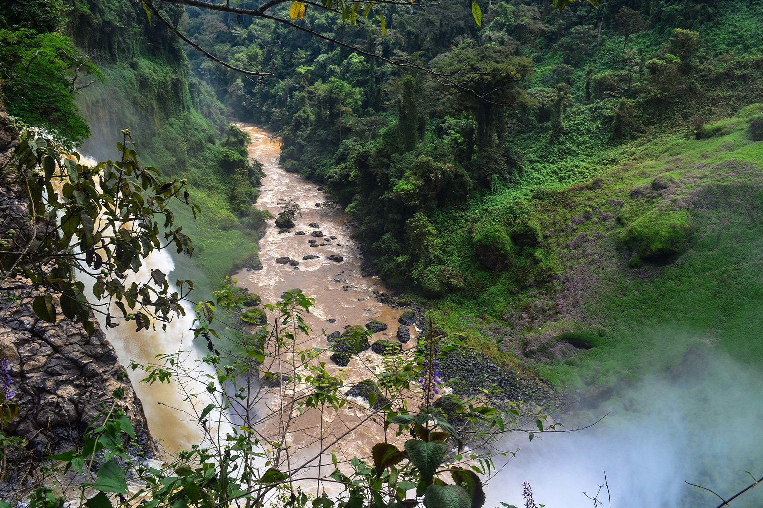 Un chercheur camerounais travaille à reproduire des grenouilles Goliath