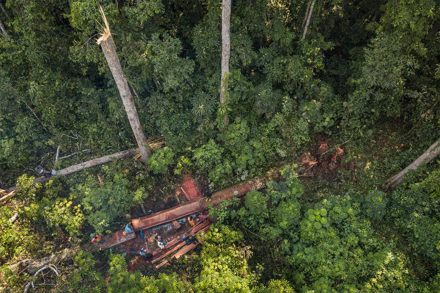 Malgré les initiatives, le bassin du Congo continue de perdre sa forêt ...